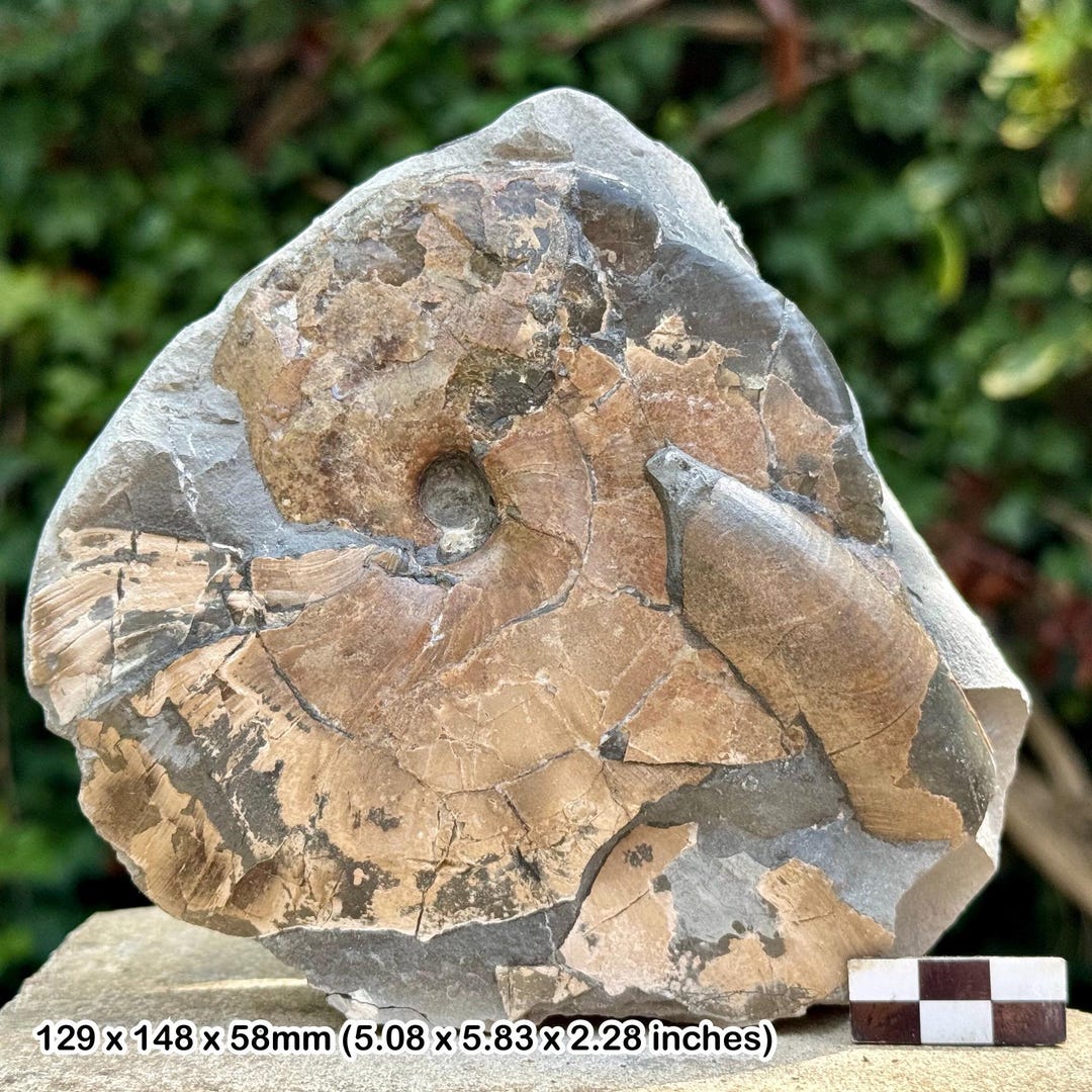 Tragophylloceras Fossil Ammonite Green Ammonite Beds Jurassic Coast ...