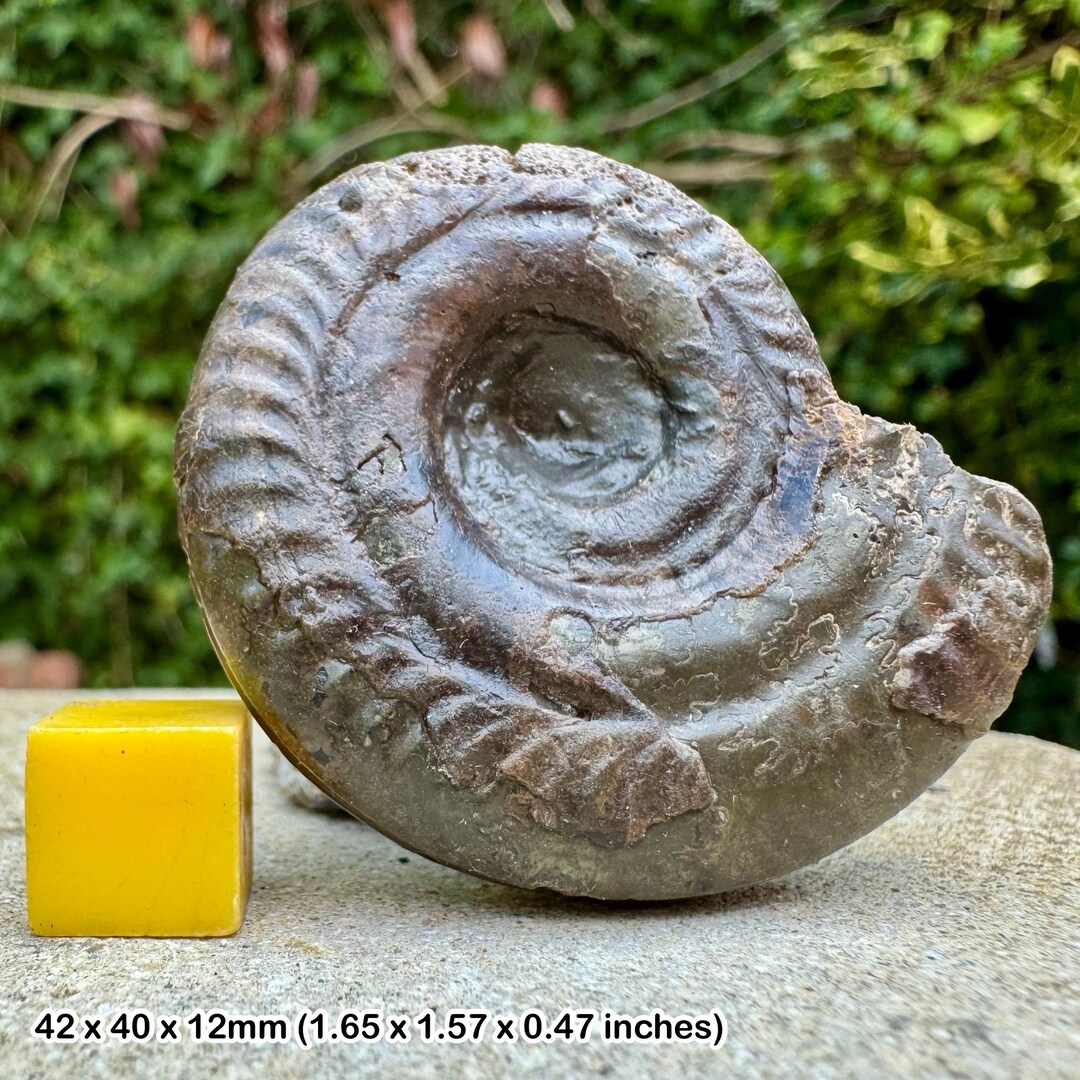 Hildoceras Bifrons Fossil Ammonite Whitby Jurassic Coast Uk Genuine Hildoceras Bifrons Fossil Ammonite Whitby Jurassic Coast Uk Genuine