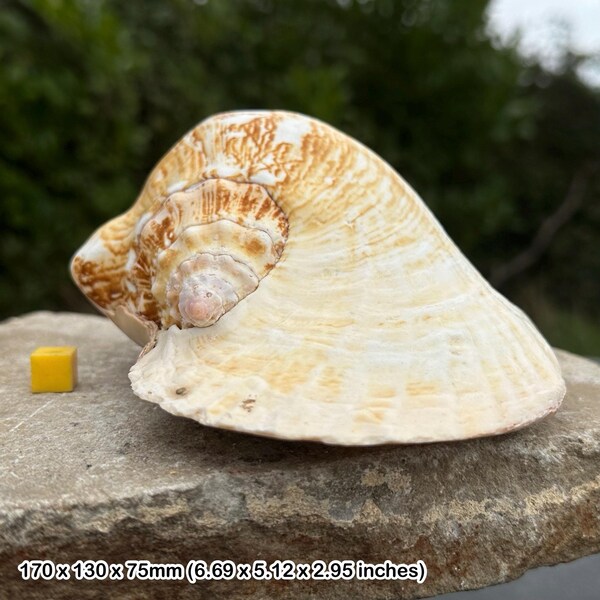 Conch Seashell - Etsy