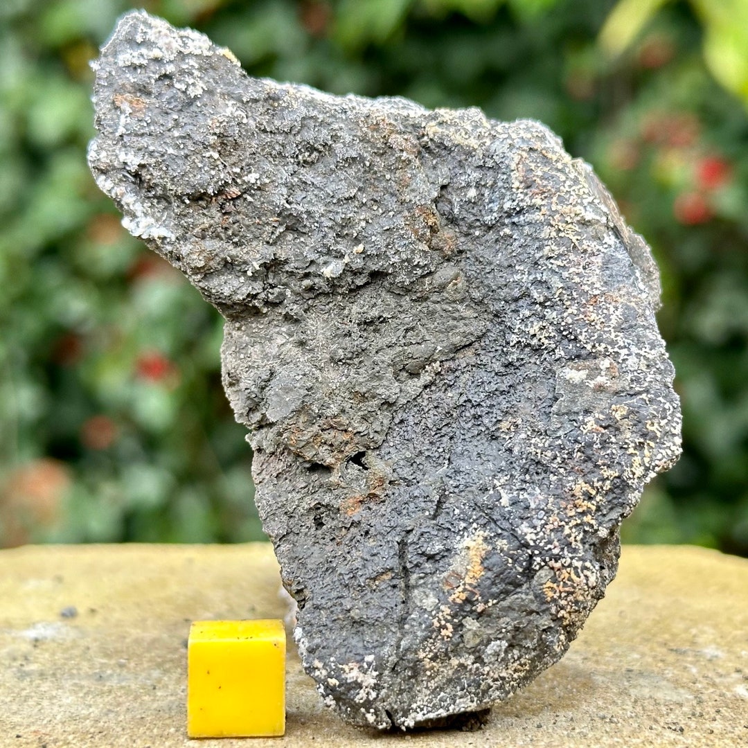 Fossil Bone Bed Large Bone Section Triassic Blue Anchor - Etsy