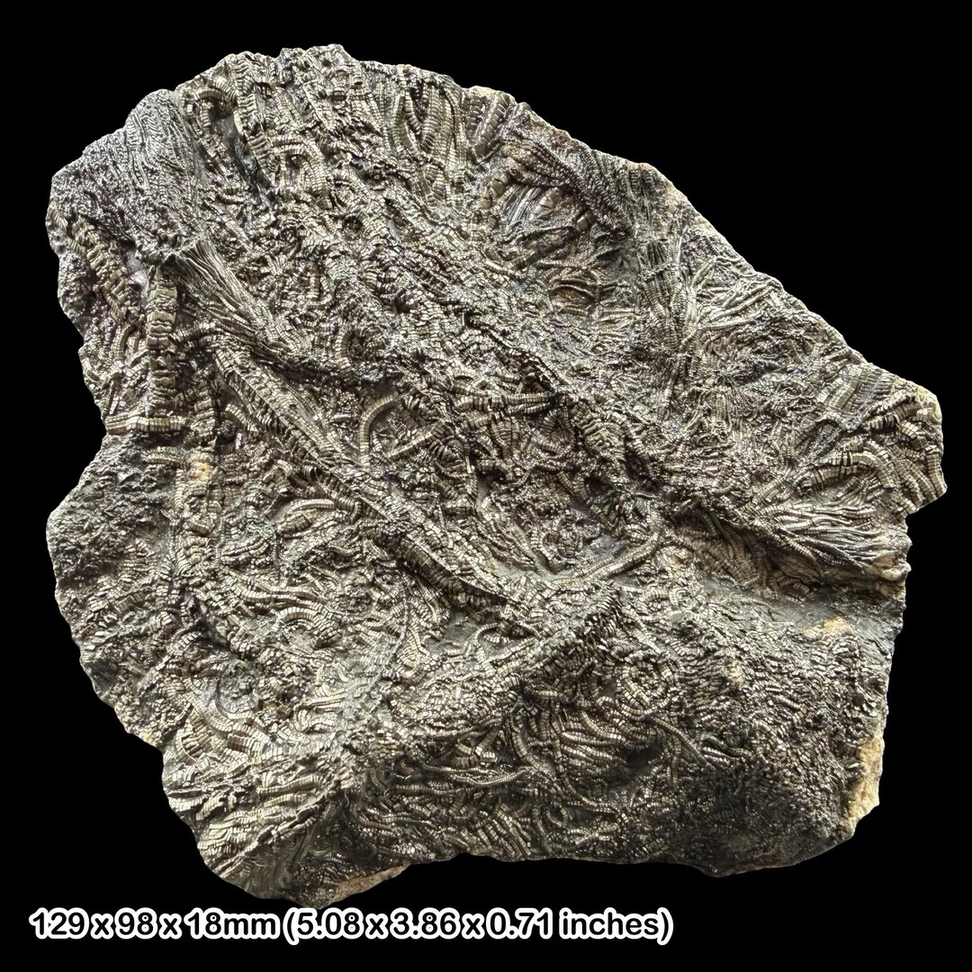 Pentacrinites Crinoid Fossil Slab Jurassic Lyme Regis Dorset Uk Black ...