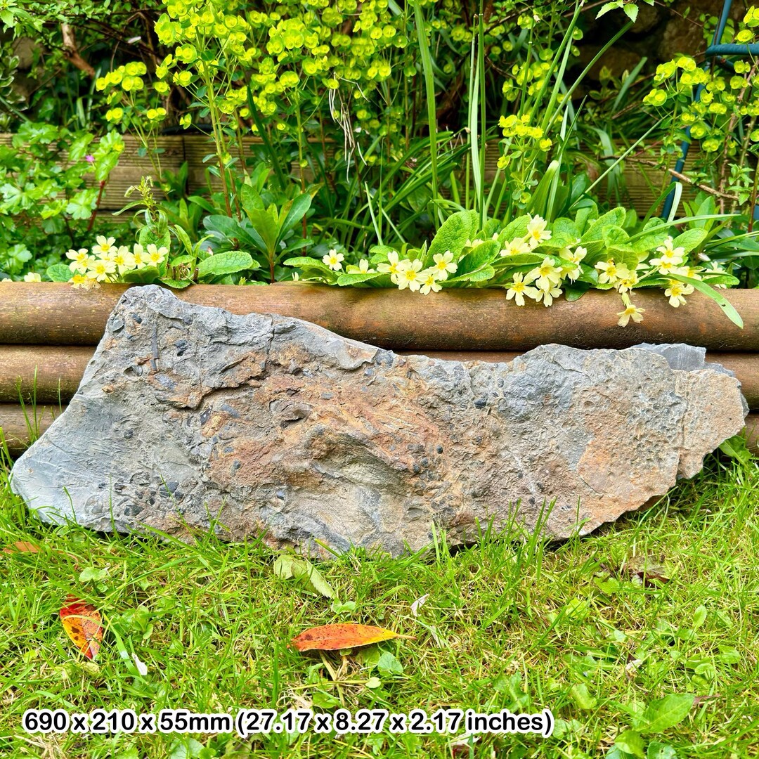 Rare Triassic Fossil Bed - Fish, Shark, Reptile Bones & Coprolite ...