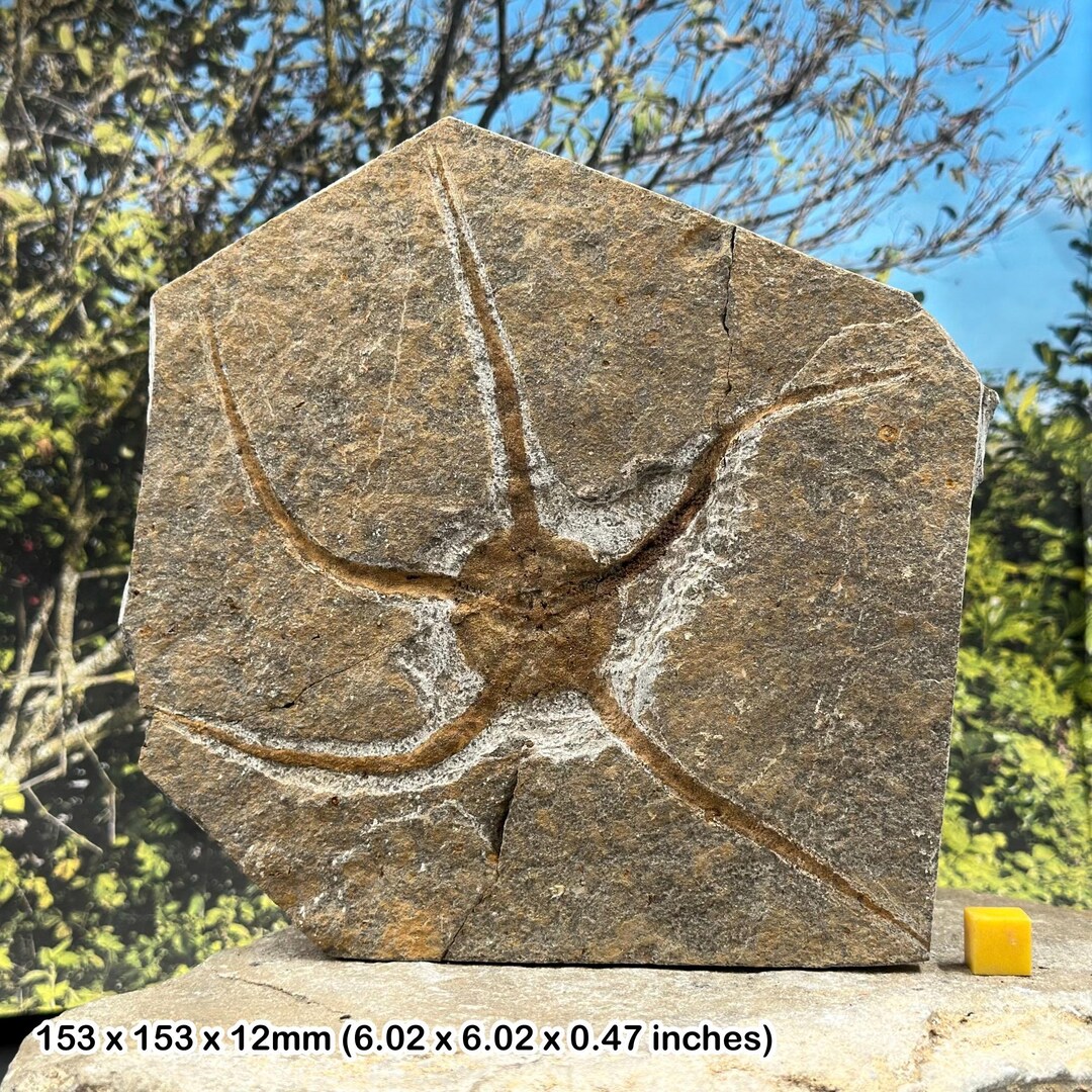 Fossil Brittle Star Ophiuroids Serpent Stars Echinoderms, Starfish ...