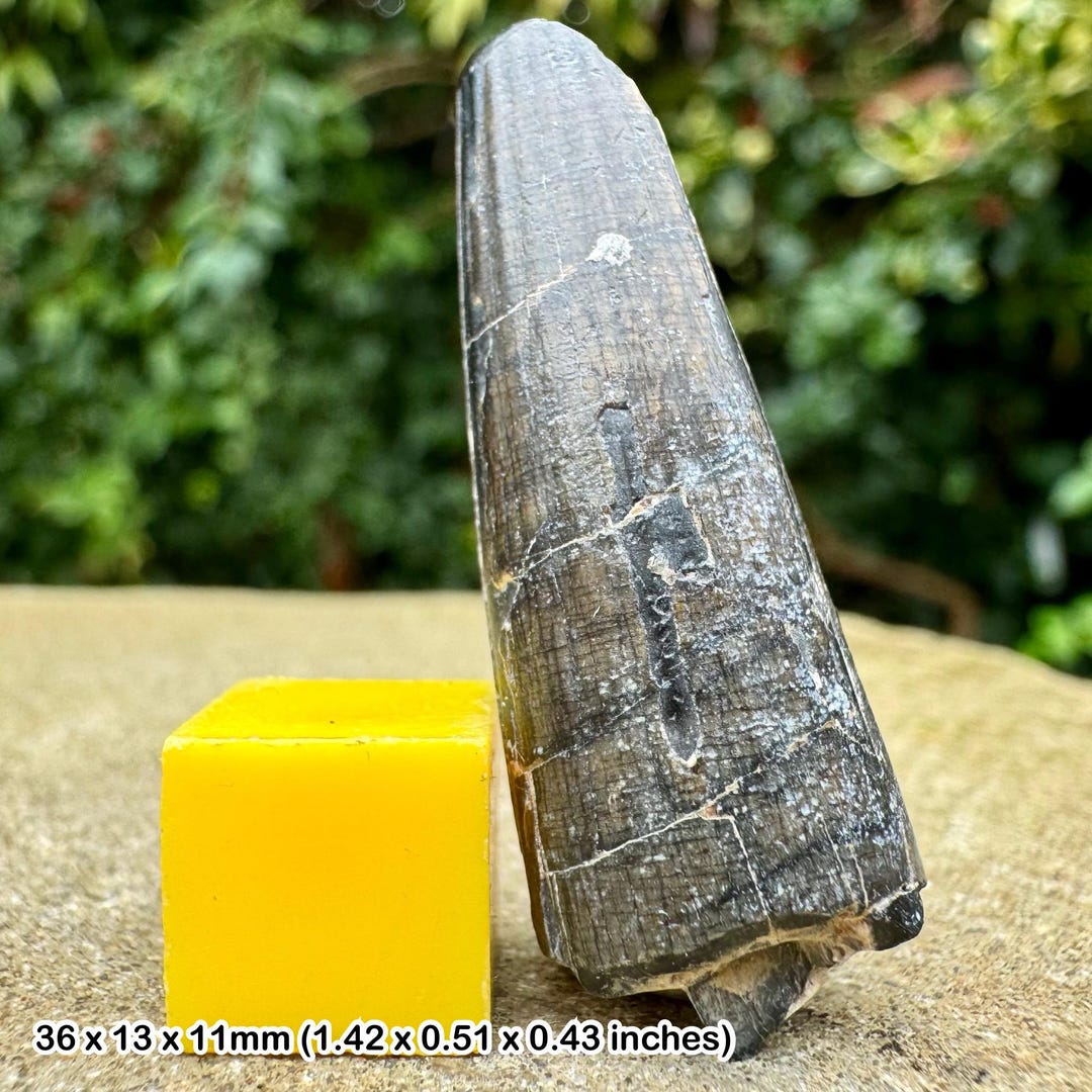 Stolokrosuchus Crocodile Tooth Fossil Cretaceous, Elrhaz Formation ...