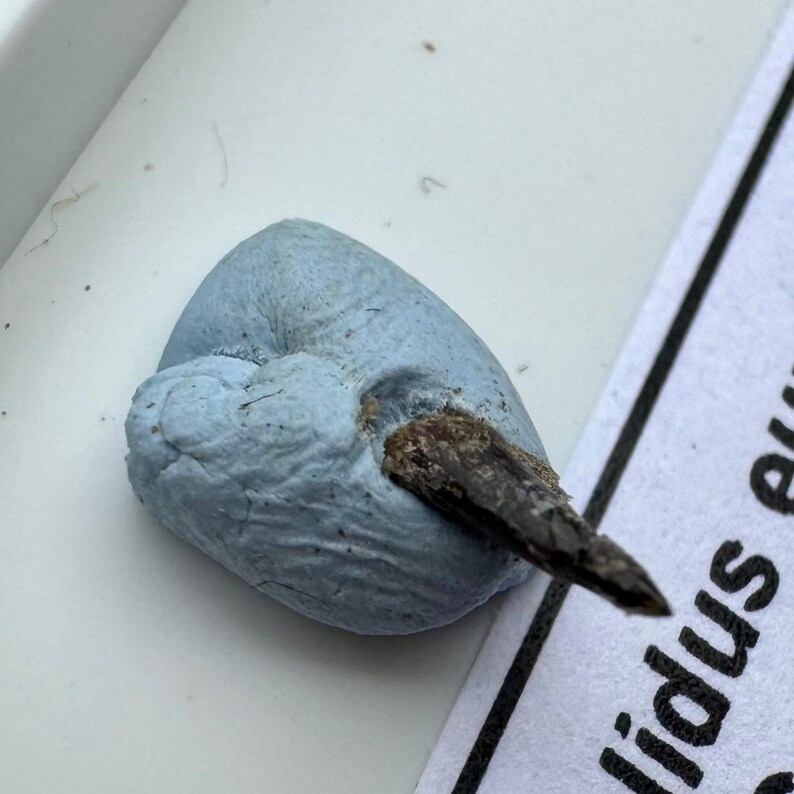 Rare Plesiosaur Tooth Fossil (cryptoclidus Eurymerus), Jurassic Era ...