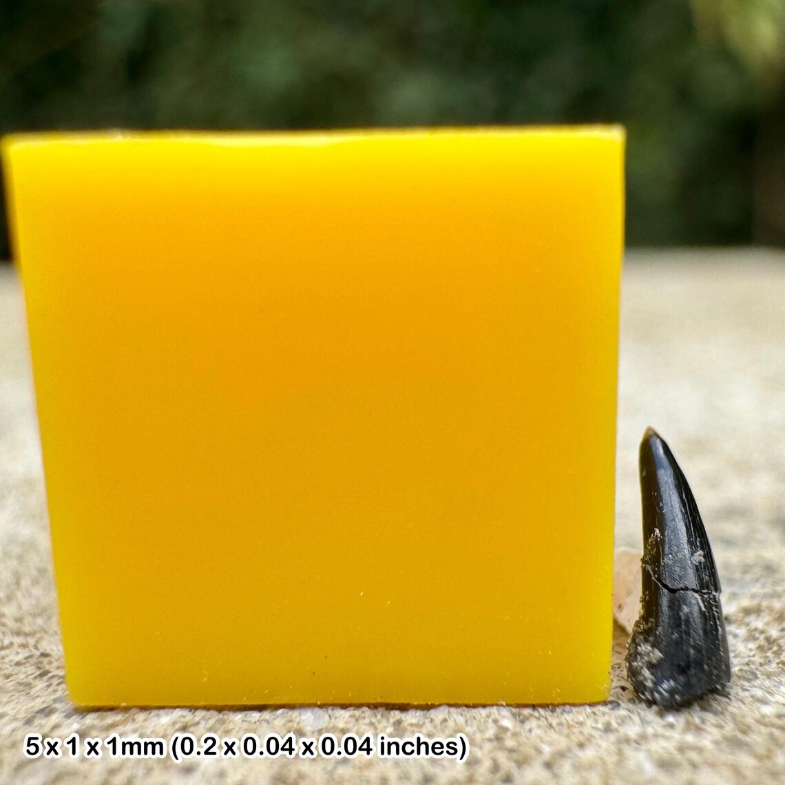 Authentic Cryptoclidus Plesiosaur Fossil Tooth - Jurassic Oxford Clay ...