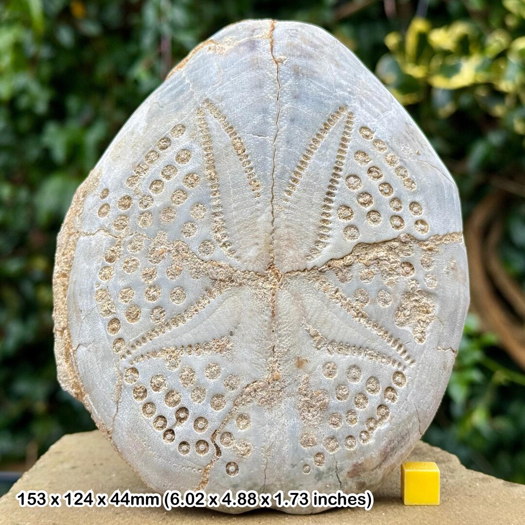 Genuine Giant Echinoid Fossil (dendraster), Miocene Era, West Java ...