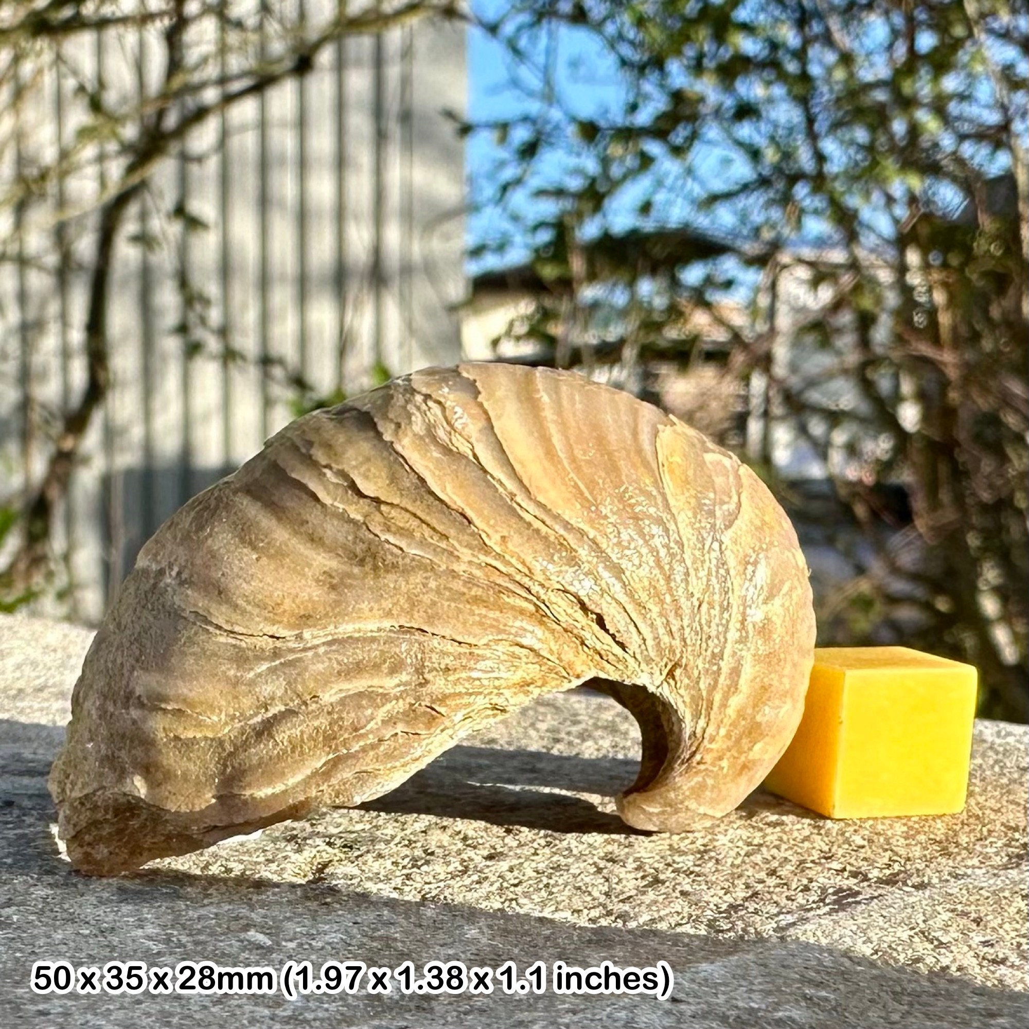 Devil's Toenail Fossil Age Clearance | emergencydentistry.com