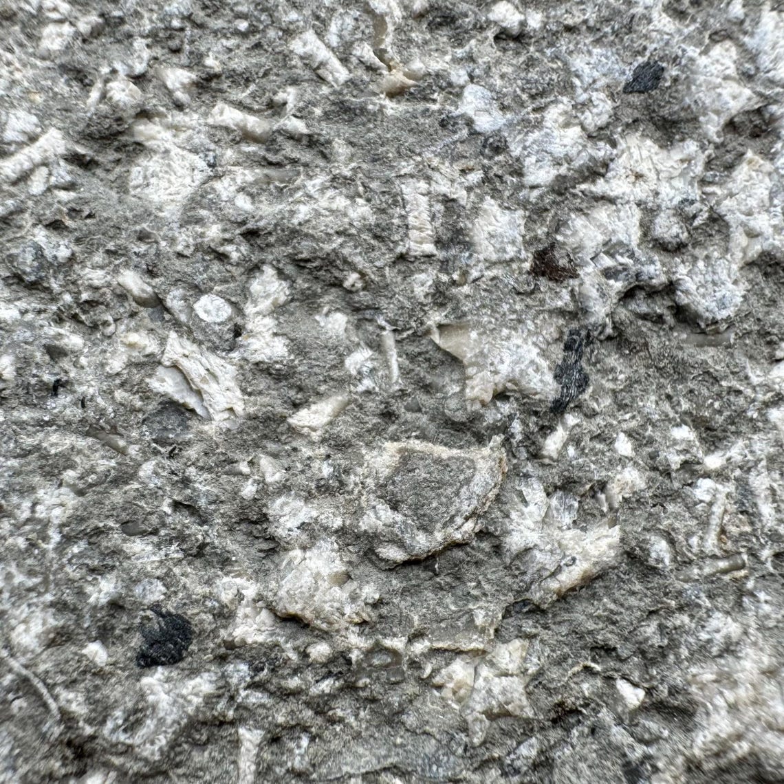 Jurassic Crinoid Star Slab Fossil on Stand - Charmouth, Uk - Authentic ...