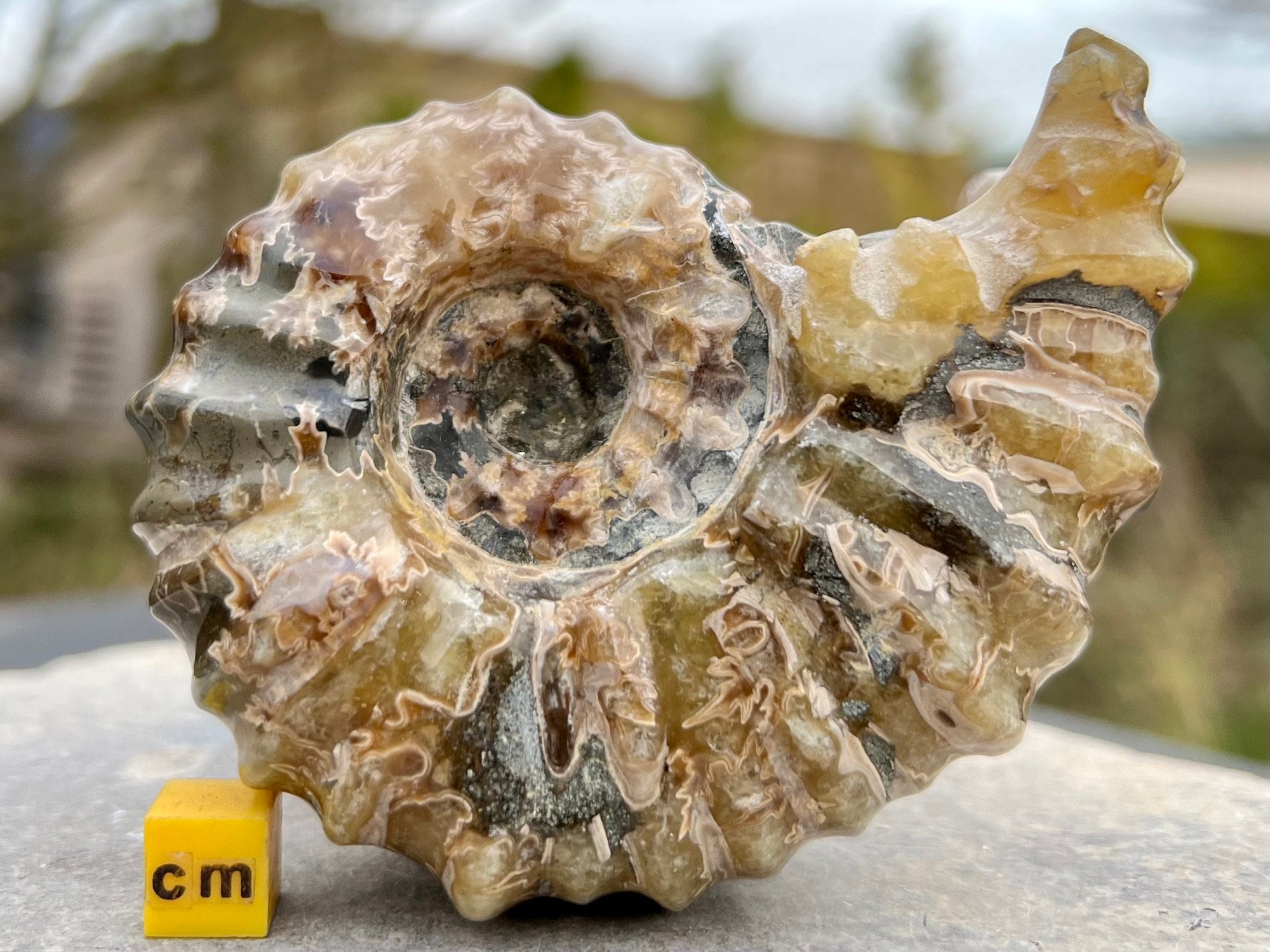 Recrystallization Fossil