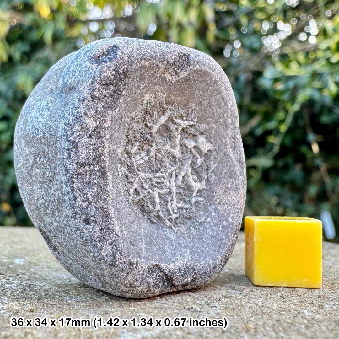 Ichthyosaur Vertebra Bone Fossil – Lower Jurassic, Black Ven Marls ...