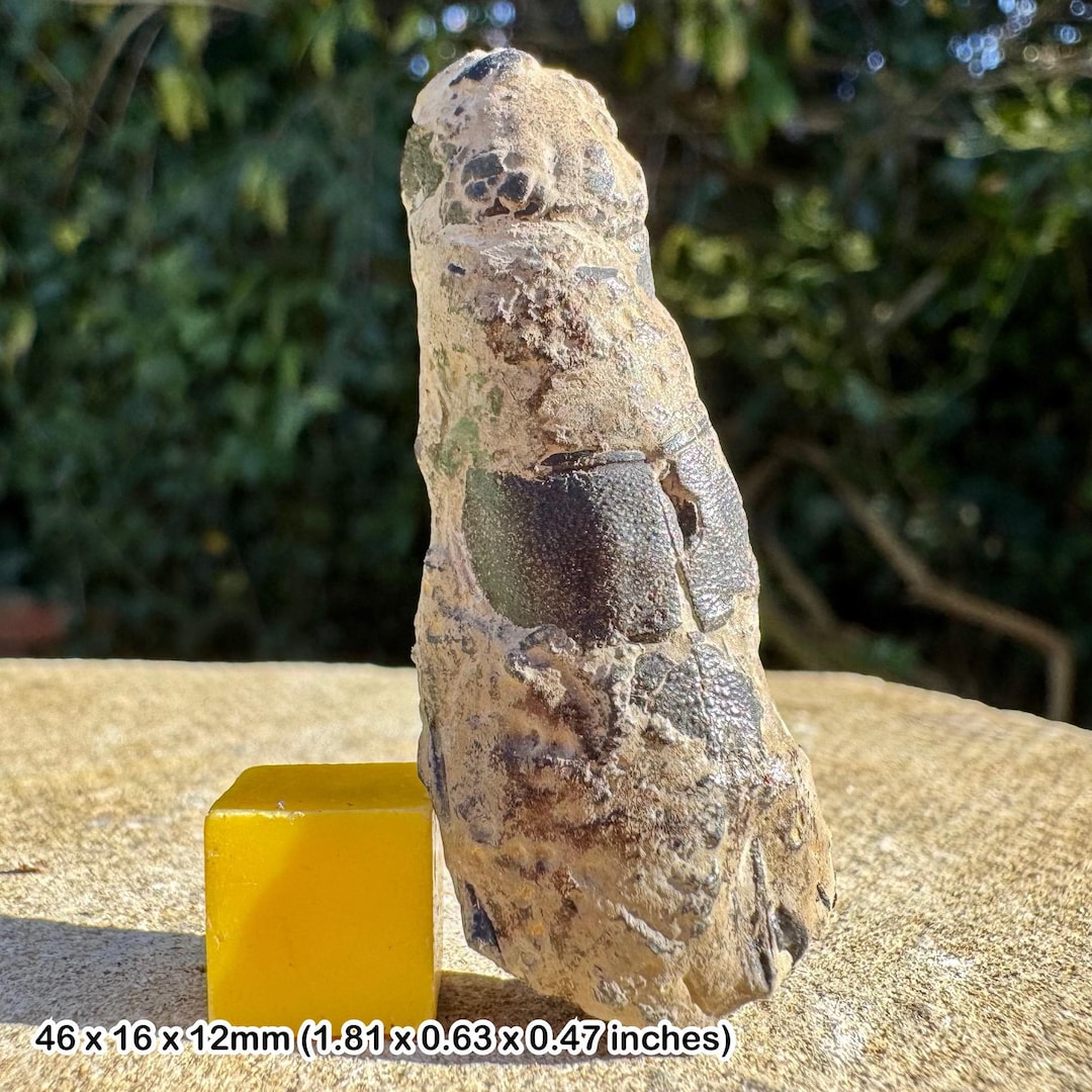 Rare Hoploparia Gammaroides Lobster Fossil – London Clay, Eocene ...
