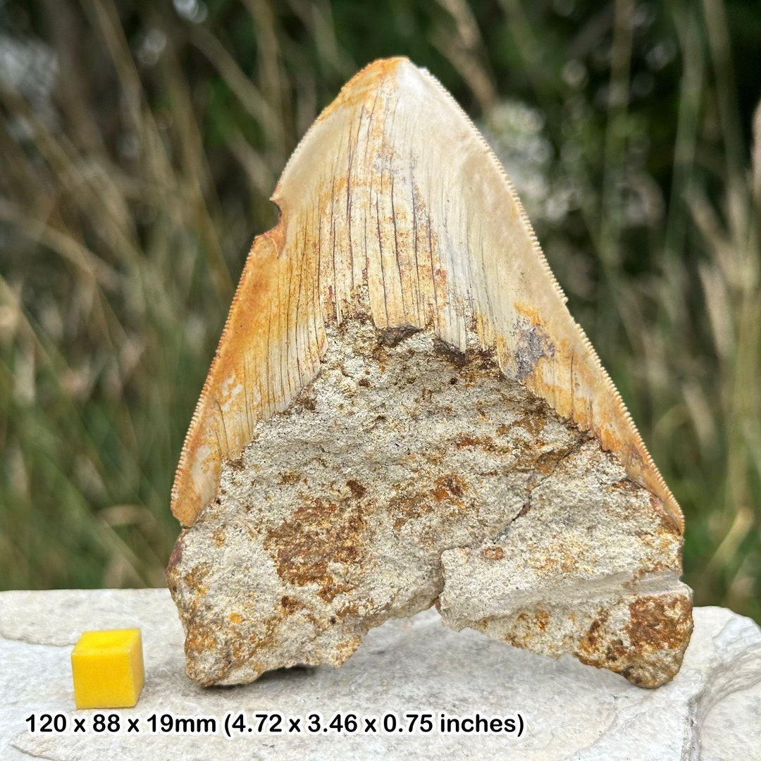 Carcharodon Megalodon Fossil Shark Tooth Early Pliocene, West Java ...