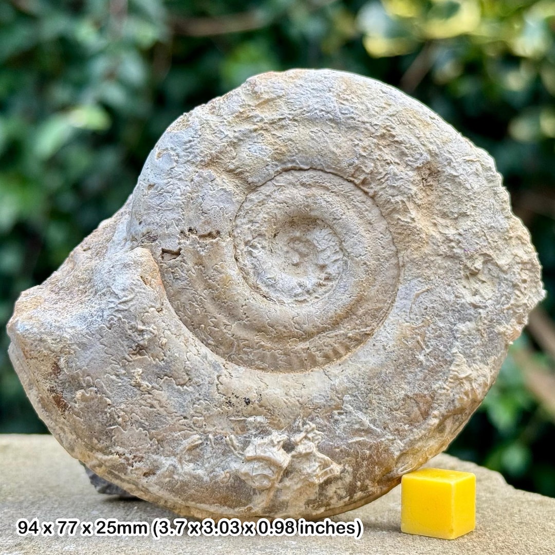 Hildoceras Fossil Ammonite | Jurassic Beacon Limestone Ilminster ...