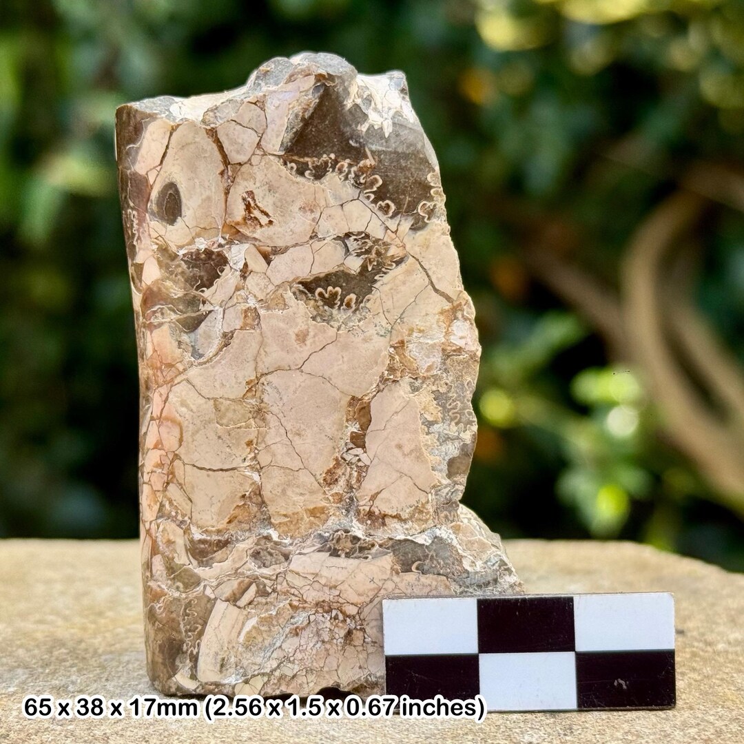 Rare Iridescent Baculites Fossil Ammonite – Eubaculites Otacodensis ...