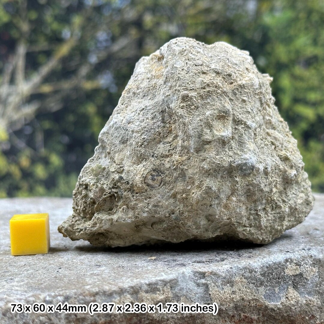 Osmington Oolite, Jurassic Coast, Dorset (teaching Class Rock) Gcse Geology - Etsy