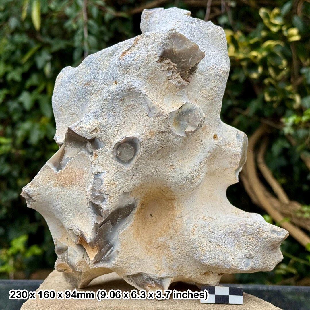 Spiky Flint Crystal – Cretaceous Grey Chalk, Branscombe Dorset Uk ...