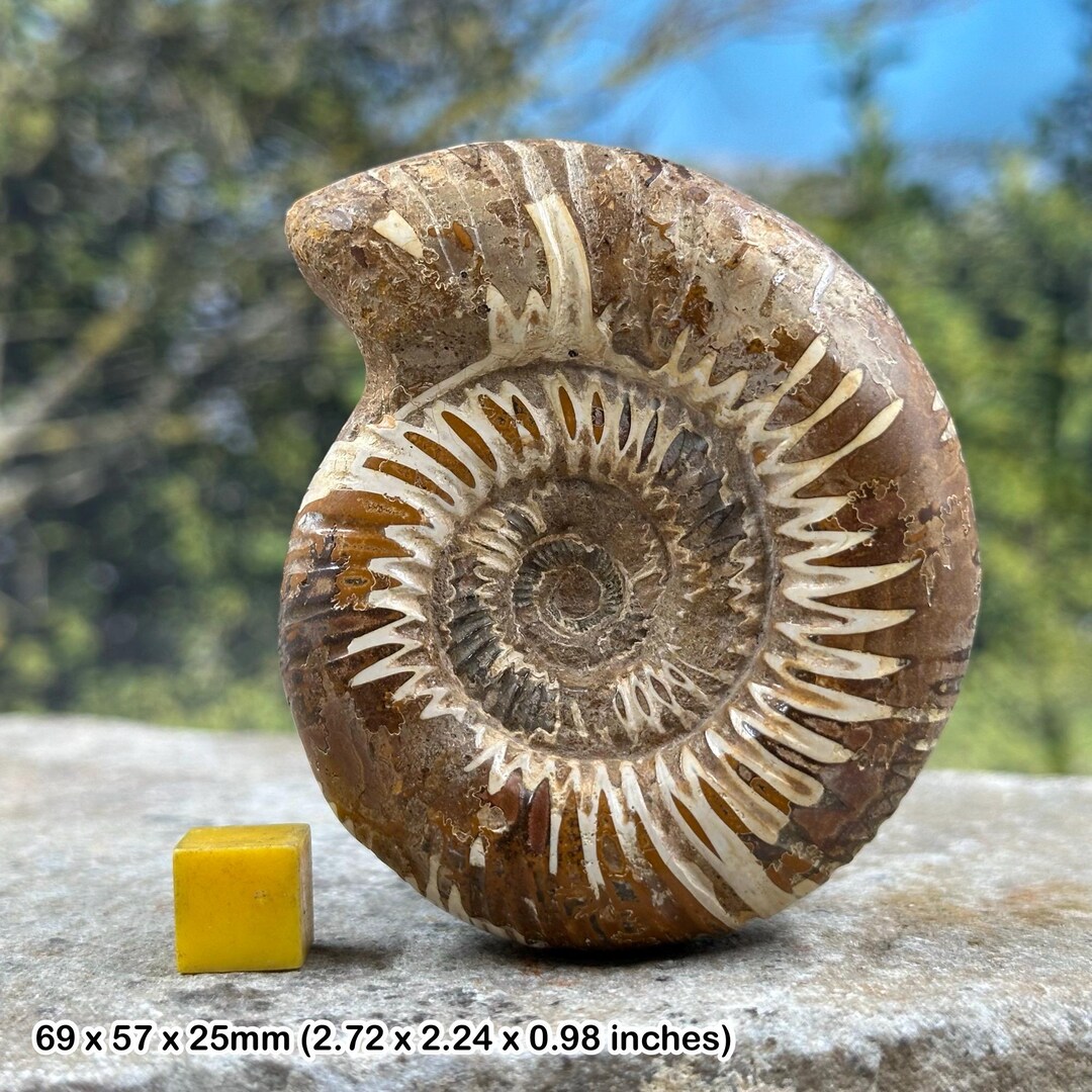 Perisphinctes Fossil Ammonite - Jurassic Period, Madagascar - Etsy