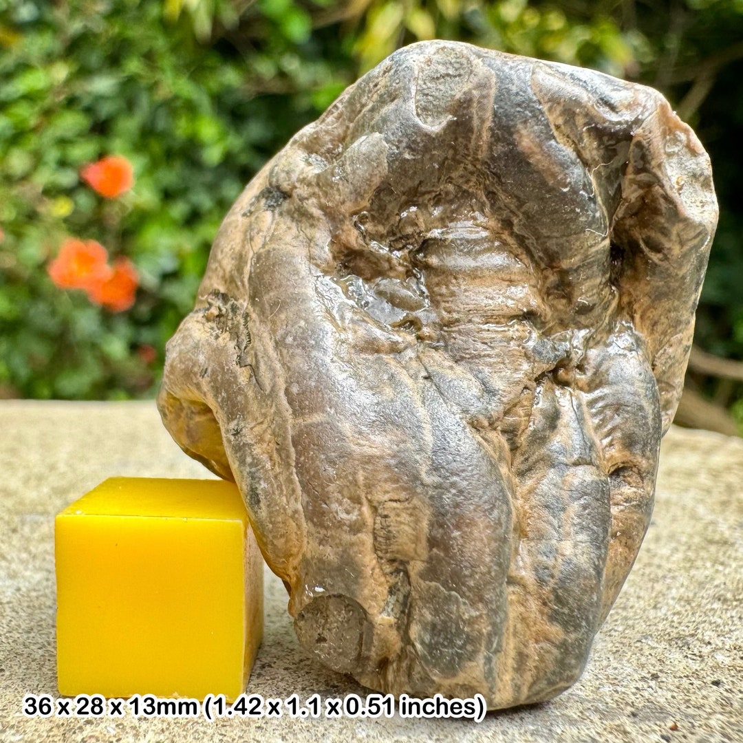 Worm Tubes Trace Fossil Jurassic Kimmeridge Clay, Uk 100% Genuine W ...