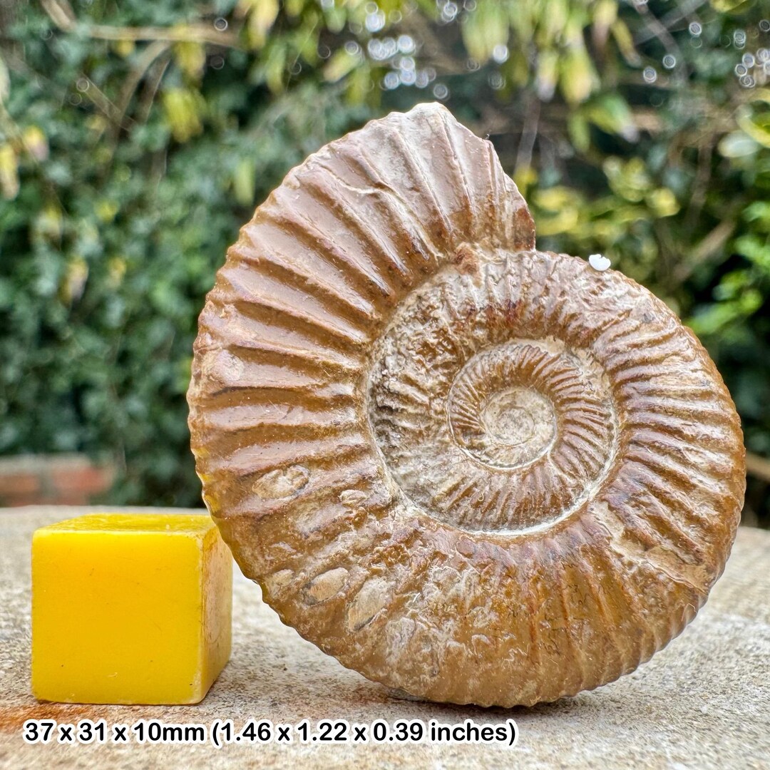 Idoceras Fossil Ammonite - Middle Oxfordian, Jurassic - Charente ...