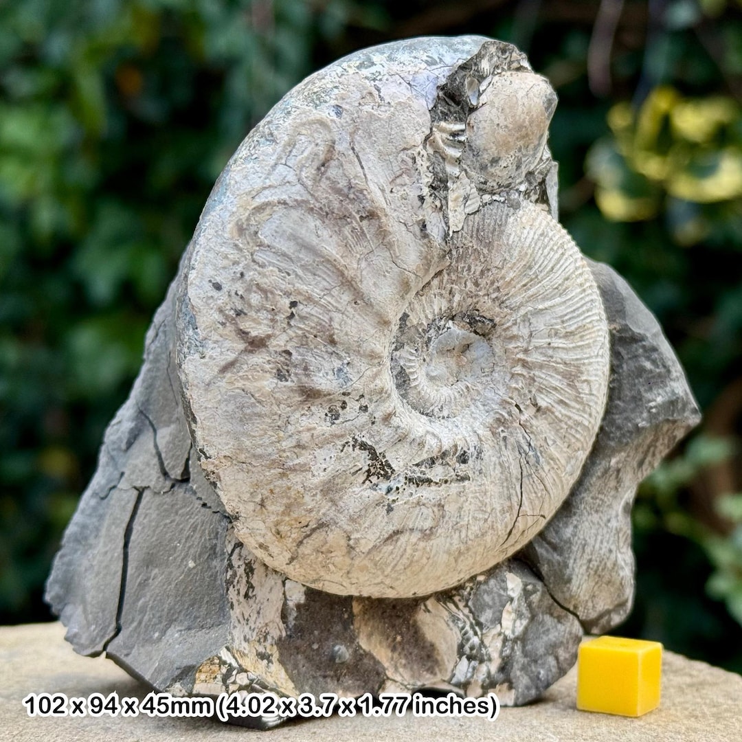 Rare Kosmoceras Jasoni Ammonite Fossil Block, Oxford Clay, Callovian ...