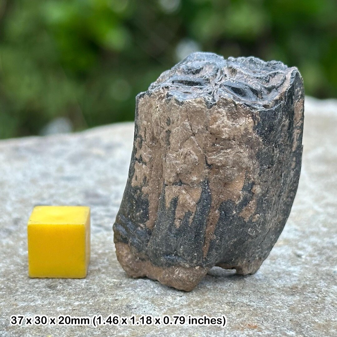 Horse Tooth Fossil equus Pleistocene Era Santafe River, Florida, Usa ...