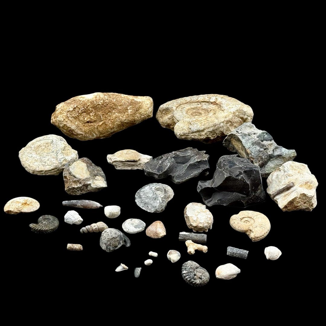 1kg British Fossil Mix X 33 | Jurassic Dorset & Somerset Fossils ...