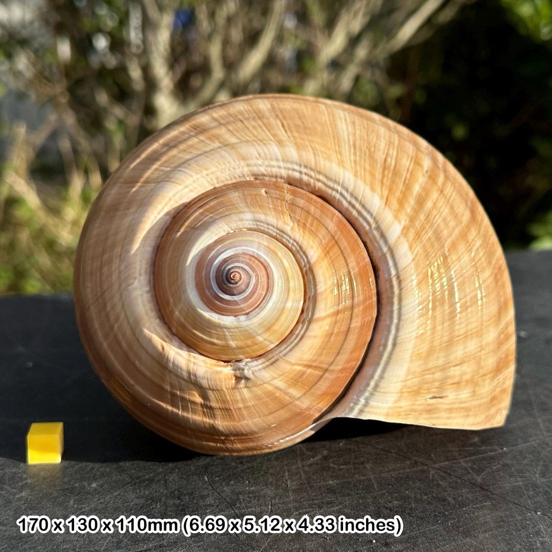 Genuine Tonna Galea Seashell Educational Display & Marine Snails Linne ...