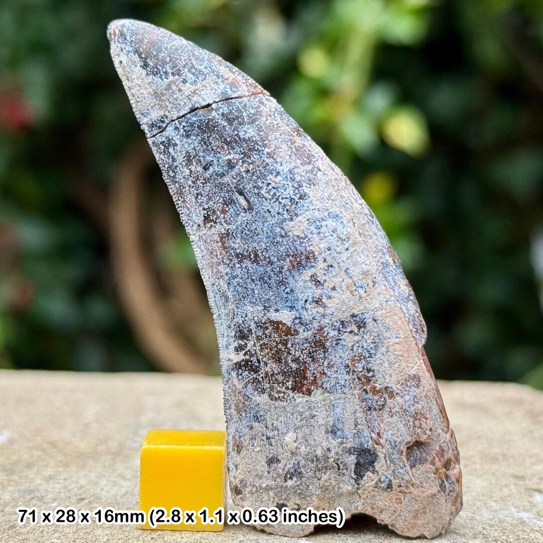 Megalosaur Dinosaur Tooth Fossil - Grade A, Cretaceous, Elrhaz ...