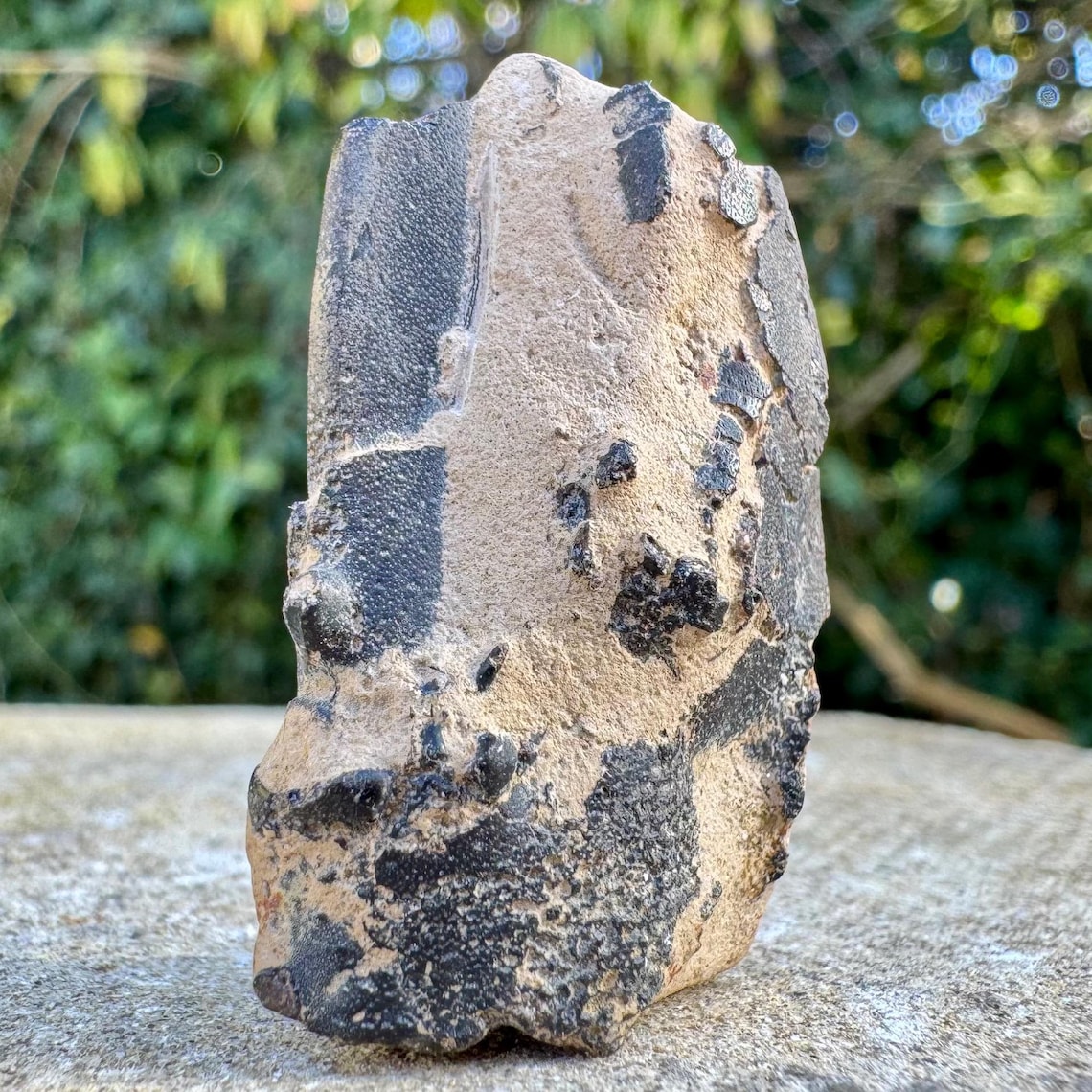 Rare Hoploparia Gammaroides Lobster Fossil – London Clay, Eocene ...