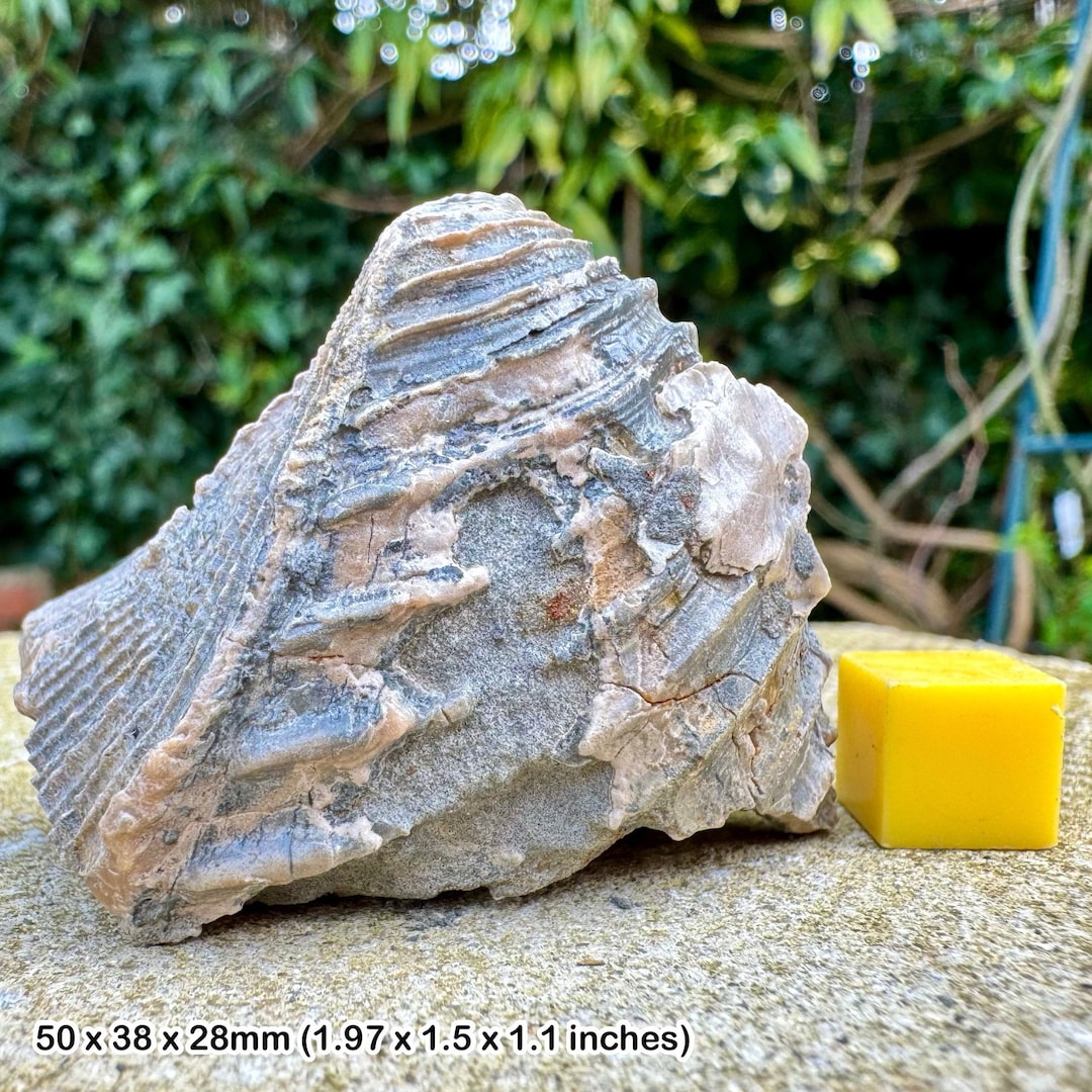 Exquisite Jurassic Trigonia Bivalve Fossil Kimmeridge Clay, Dorset, Uk ...