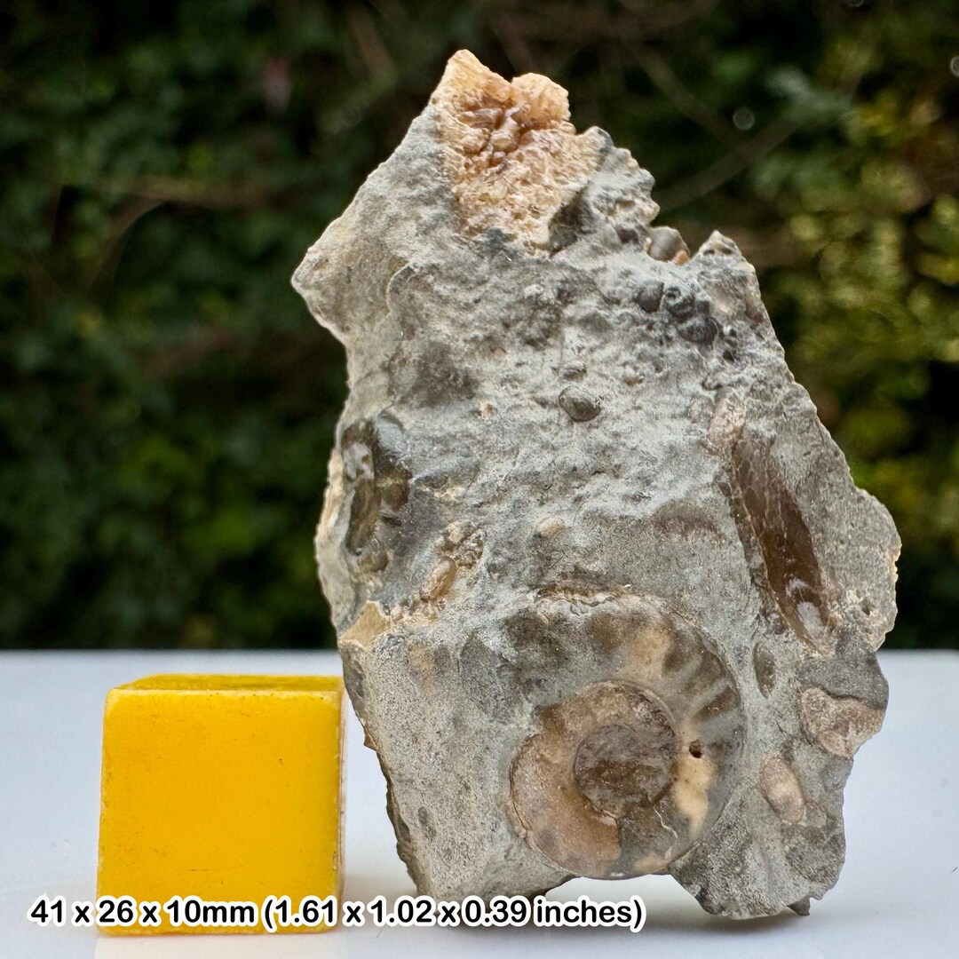 Arnioceras Calcite Multi Block Ammonite Fossils Lower Lias Black Ven ...