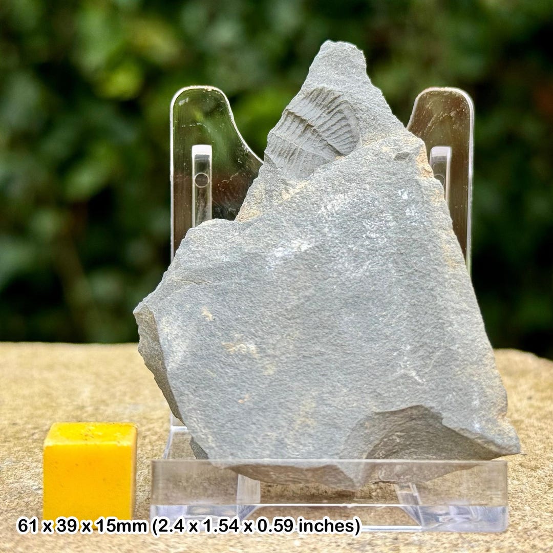 Rare British Trilobite ogyginus Fossil Partial Impression Ordovician ...