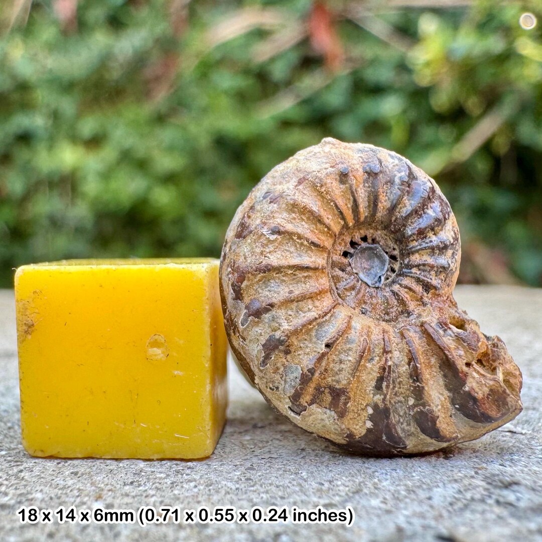 Mortoniceras Cantabrigense Ammonite Fossil Cenomanian Cretaceous ...