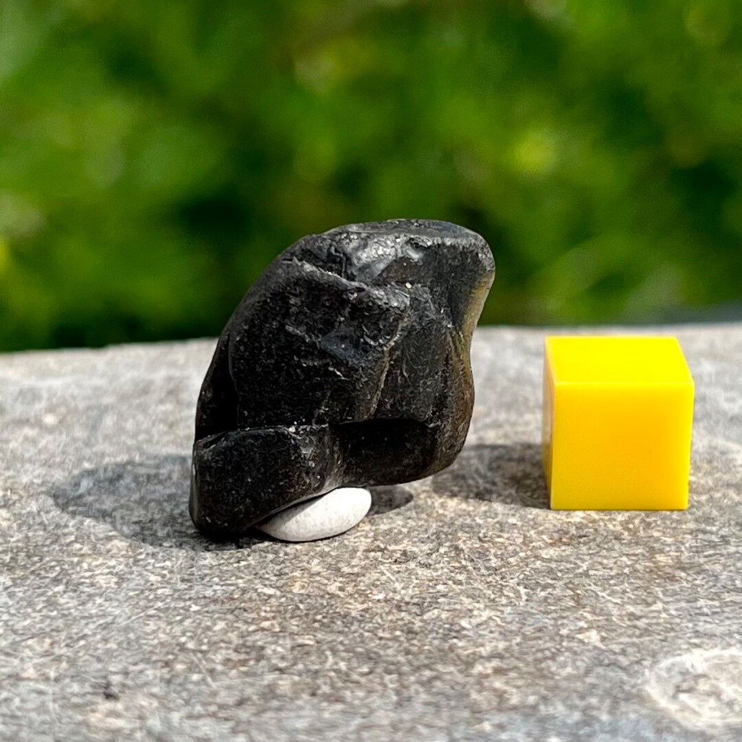 Whitby Jet Fossil Tree Resin Jurassic Authentic UK Seller - Etsy