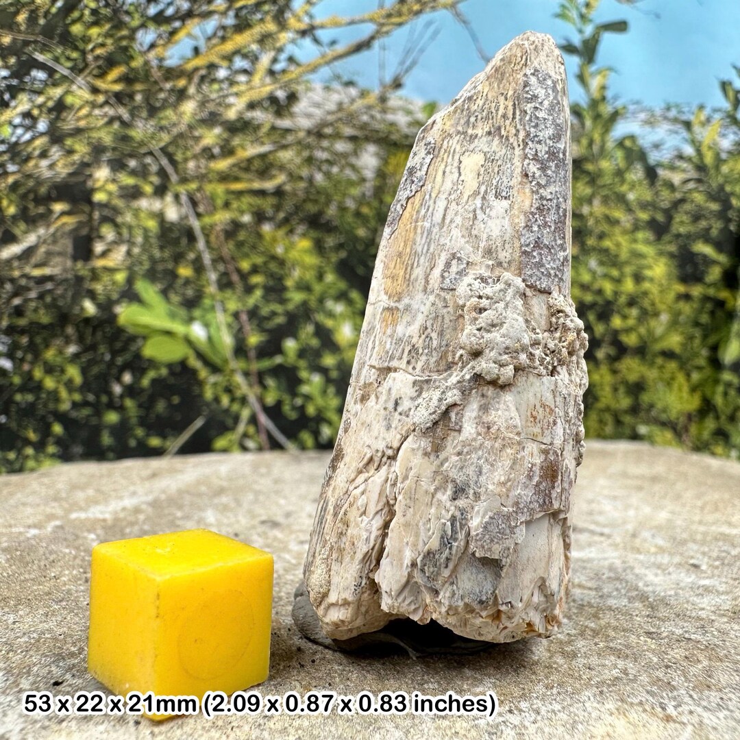 Sarcosuchus 'super Croc' Crocodile Tooth Fossil - Cretaceous Period ...