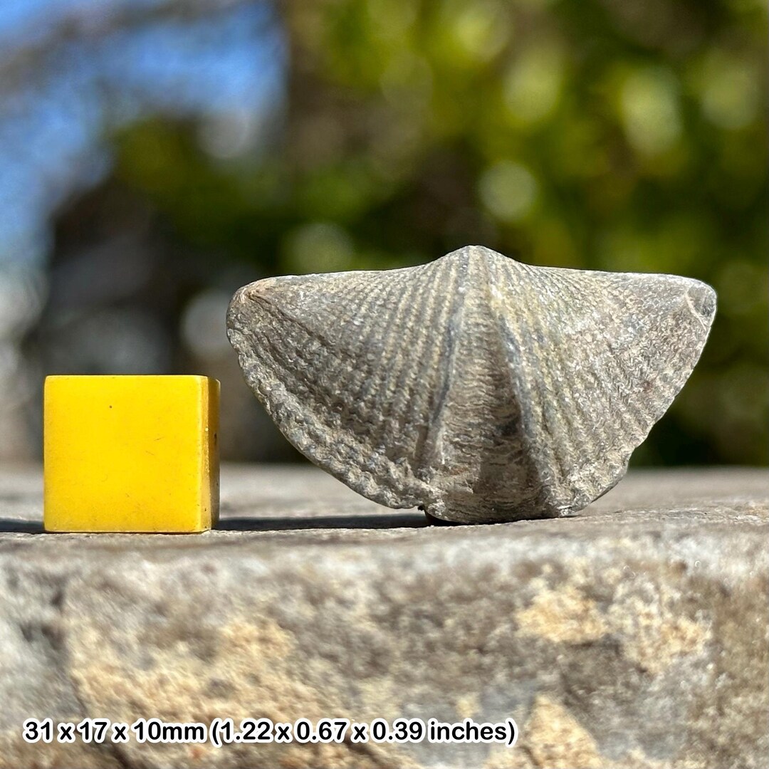 Winged Brachiopod Fossil (mucrospirifer Thedfordensis) - Middle ...