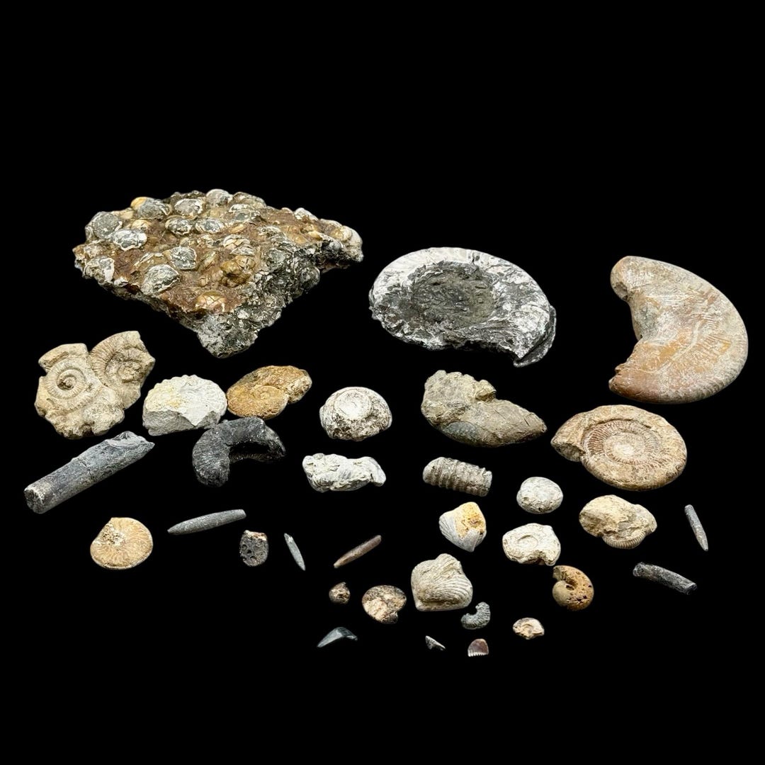 1kg British Fossil Mix X 33 | Jurassic Dorset & Somerset Fossils ...