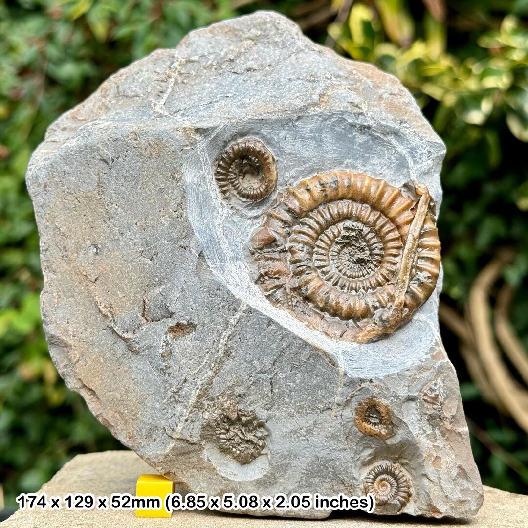 Double-sided Echioceras Ammonite Fossil Block Jurassic Coast, Lyme ...