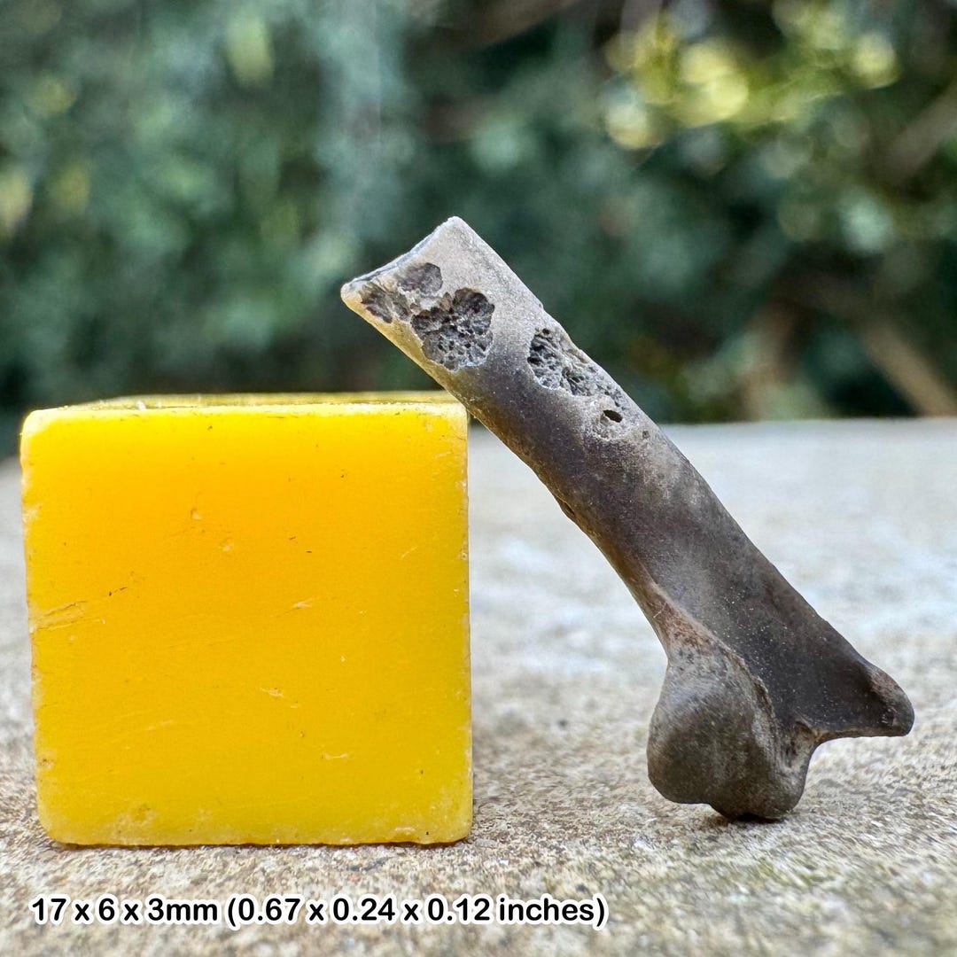 Rare: Fossil Bird Bone, Woolwich Beds, Paleocene-eocene, Beltinge, Kent ...