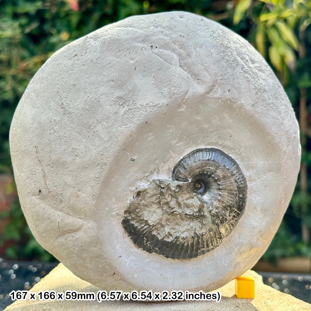 Rare Liparoceras Ammonite in Nodule - Jurassic Green Ammonite Beds ...