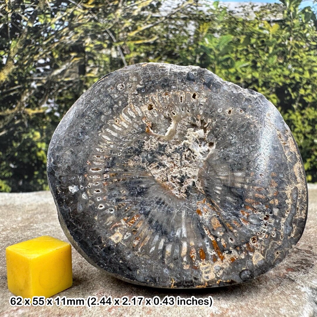 Sliced Caninia Coral Fossil - Genuine Specimen - Carboniferous Uk ...