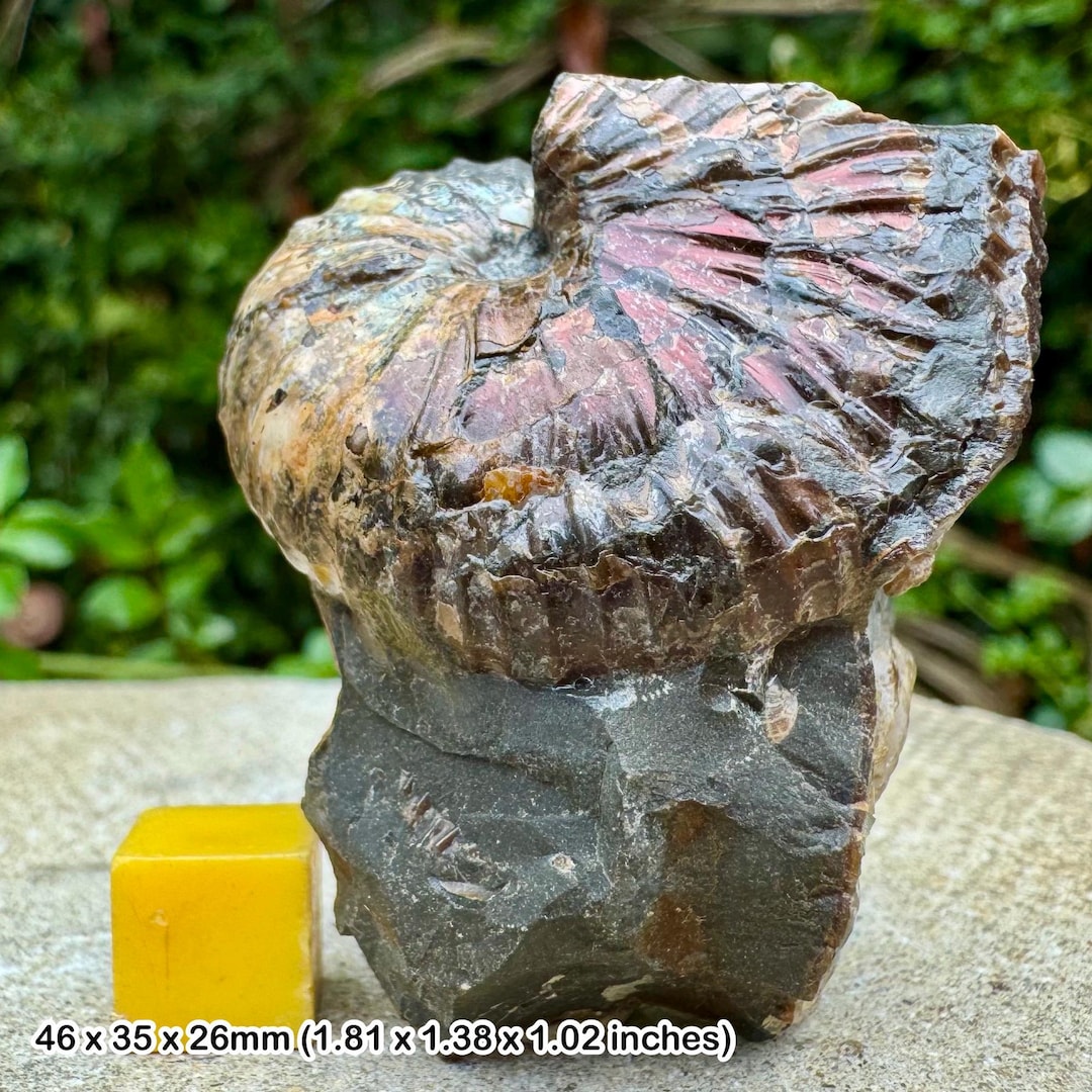 Very Rare Heteromorph Ammonite Scaphites Nodosus, Santonian, Cretaceous ...