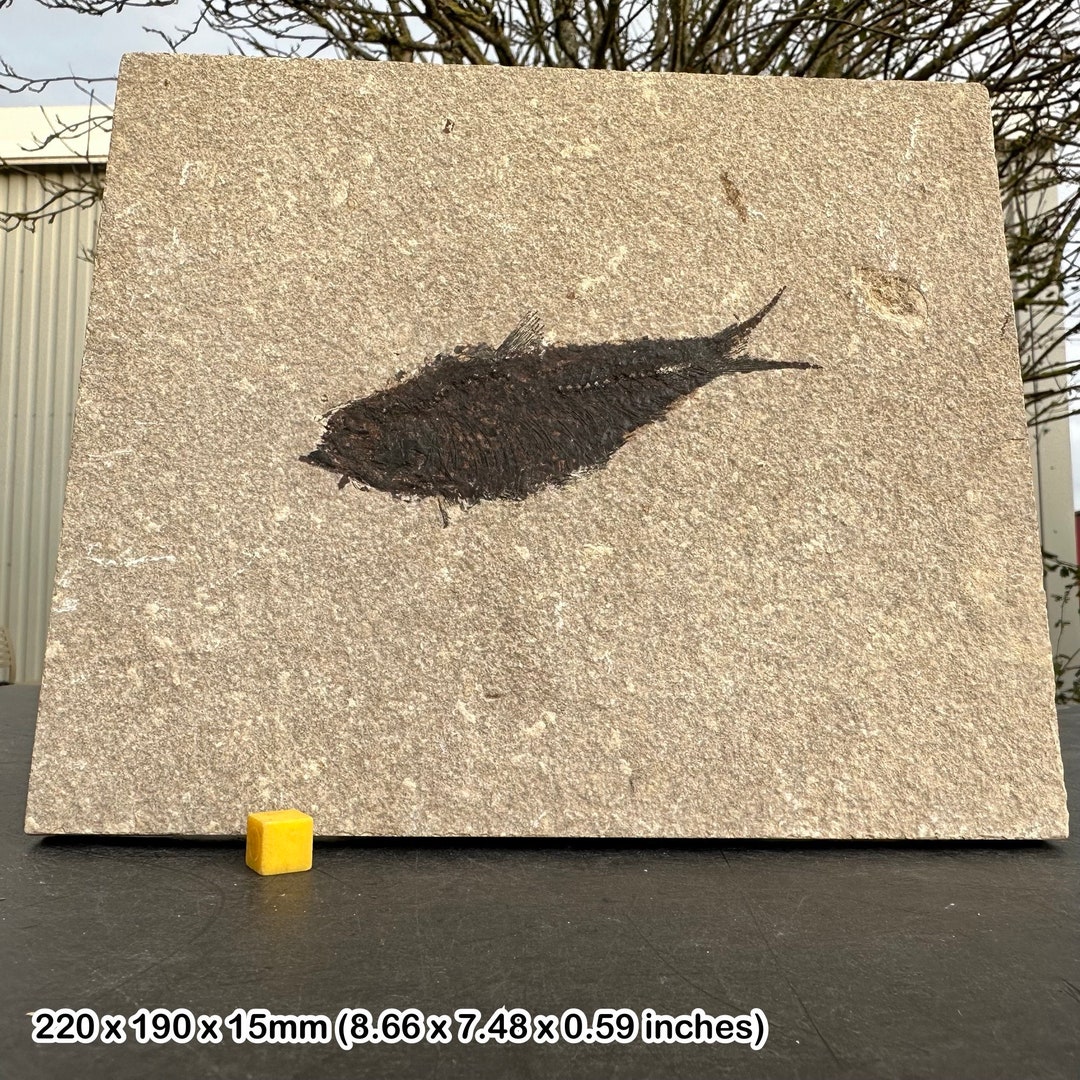 Knightia Alta Fish Fossil in Matrix Genuine Specimen From Eocene Usa ...