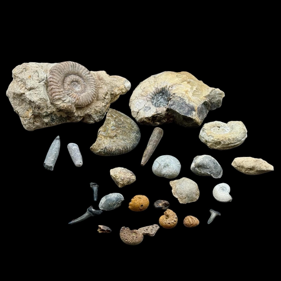 1kg British Fossil Mix X 24 | Jurassic Dorset & Somerset Fossils ...