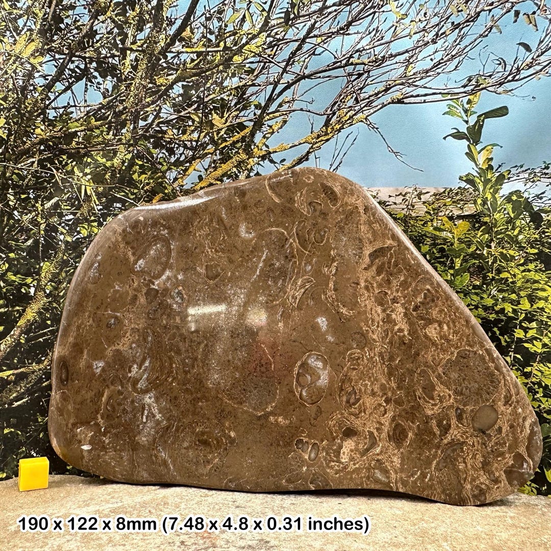 Rare Bioturbated Microbial Mat Fossil, Eurypterid Site, Upper ...