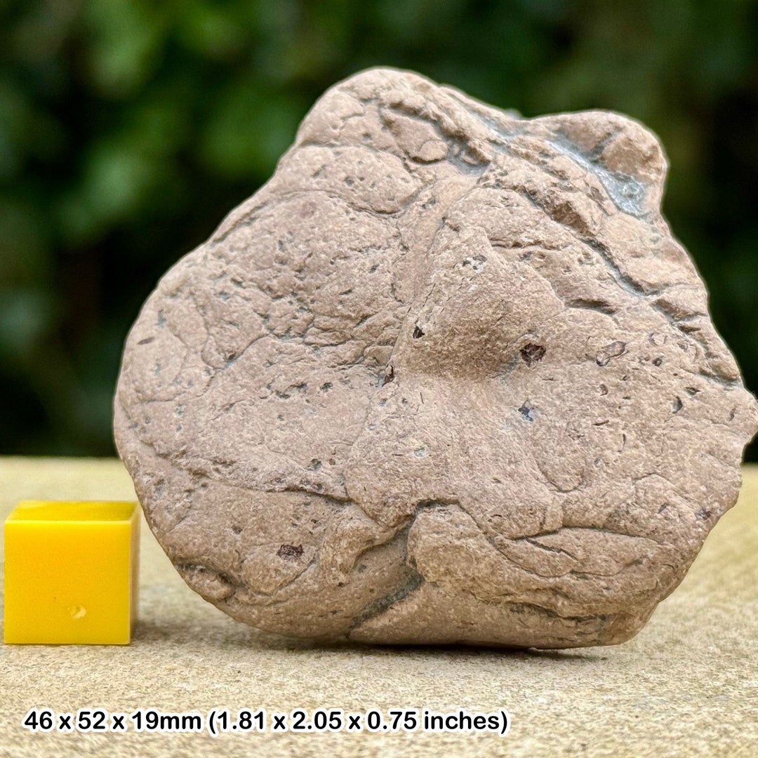 Fossil Ichthyosaur Coprolite Jurassic Coast Fossil From Black Ven Marls ...