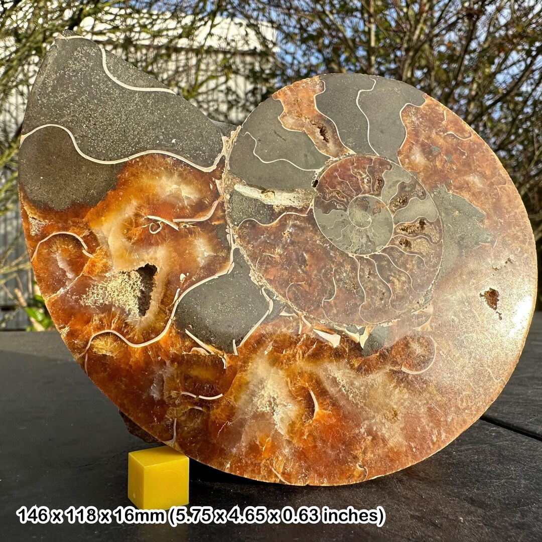Authentic Ammonite Half Fossil, Madagascar, Cretaceous, Uk Seller - Etsy