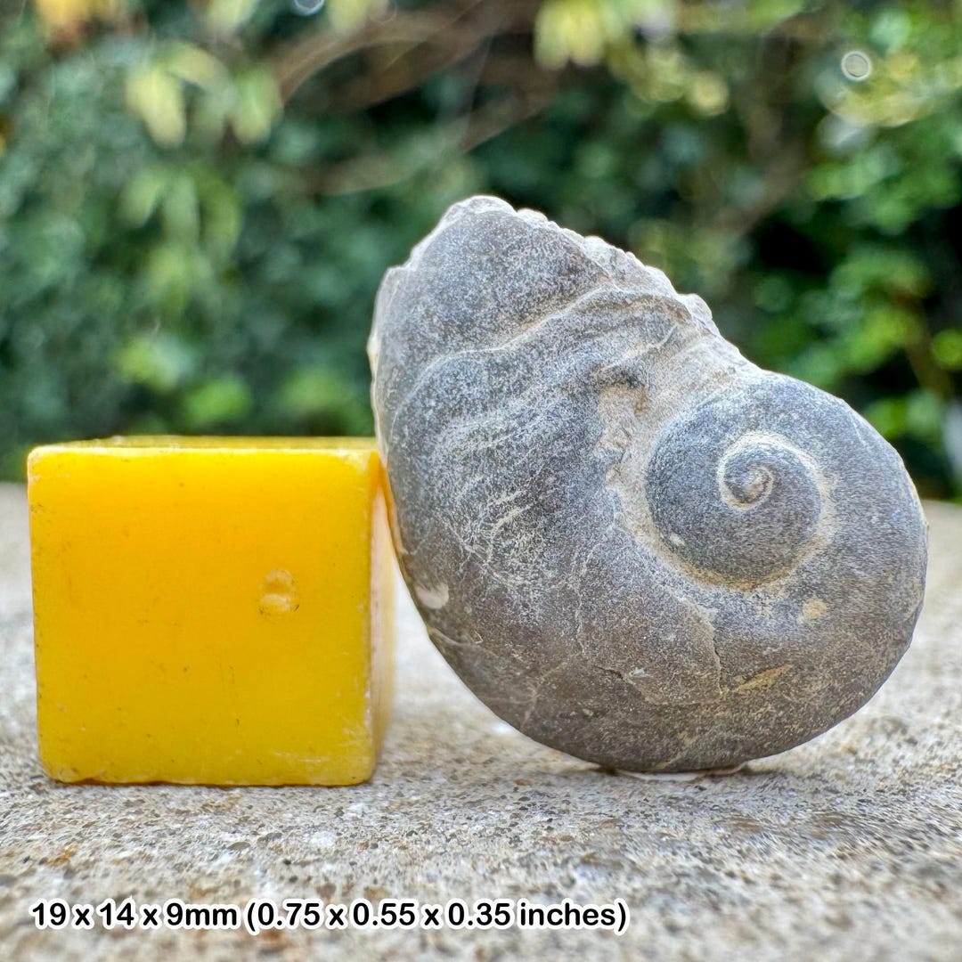 Fossil Gastropod Wenlock Limestone Silurian Wrens Nest Dudley Uk ...