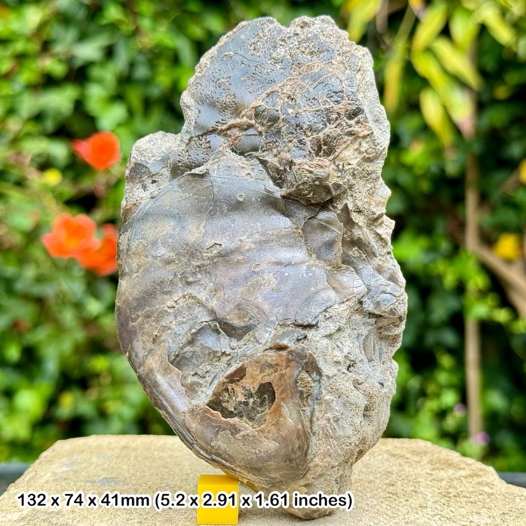 Ammonite Chunk Fossil W/ Suture Patterns Jurassic Kimmeridge Clay, Uk ...